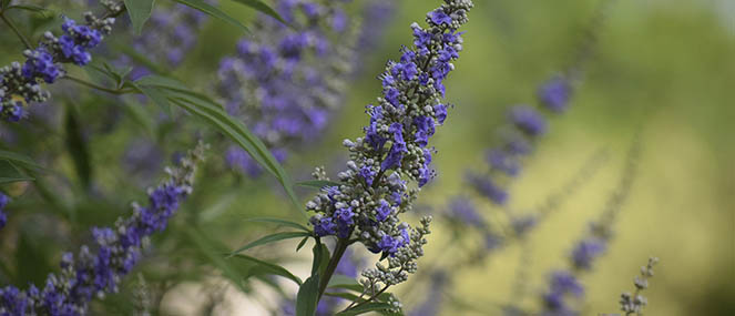 The benefits of chaste tree. Find out more at Blackmores.